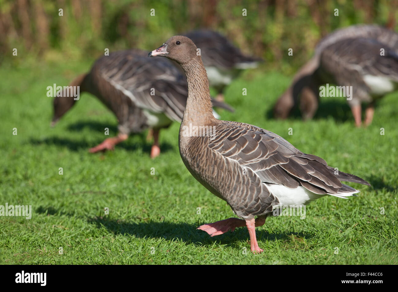 Pink-footed Geese (Anser brachyrhynchus). Centre front bird in juvenile ...