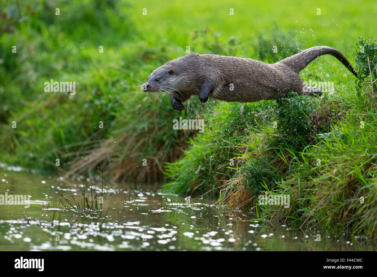 European Otter (Lutra lutra) jumping from bank into water. Controlled ...
