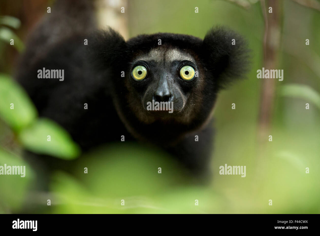 Indri (Indri indri) portrait. Madagascar Stock Photo - Alamy