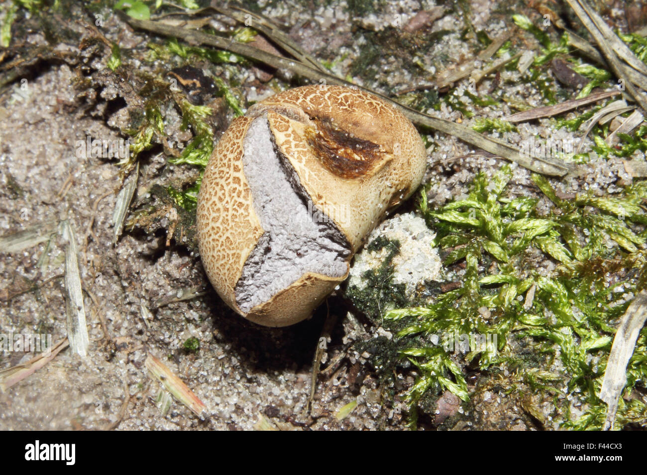 A puffball mushroom splitting and releasing its spores Stock Photo - Alamy