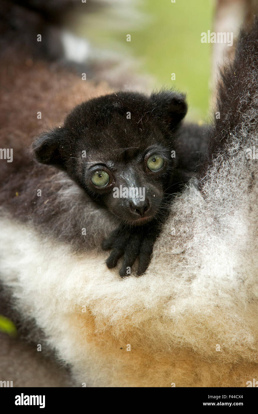Indri (Indri indri) two-month baby on mother's arm. Madagascar Stock Photo - Alamy