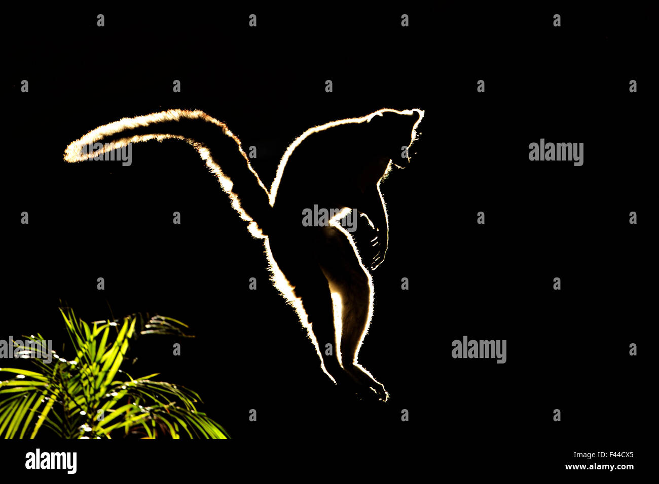 Ringtail Lemur (Lemur catta) jumping between branches in silhouette ...