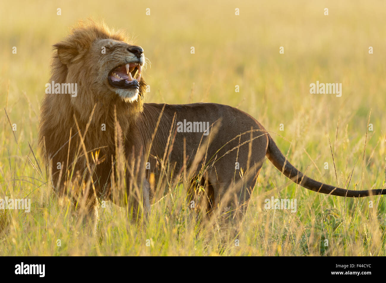 Lion (Panthera leo) male smelling, 'flehmen response', Masai-Mara Game ...