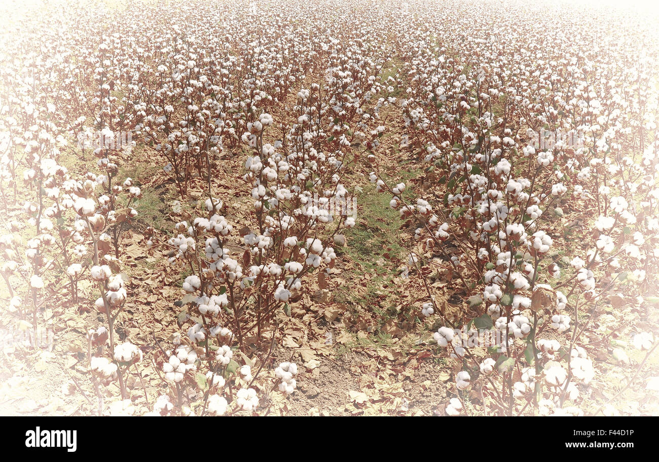 White bolls hi-res stock photography and images - Alamy