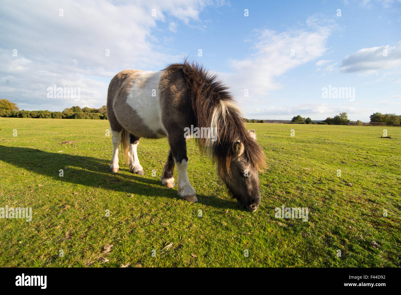 Short shetland hi-res stock photography and images - Alamy