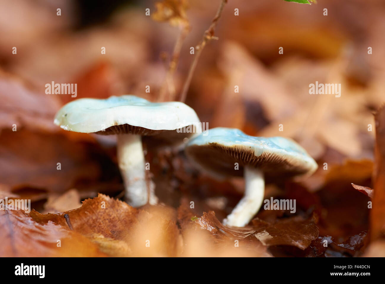 Blue toadstool hi-res stock photography and images - Alamy