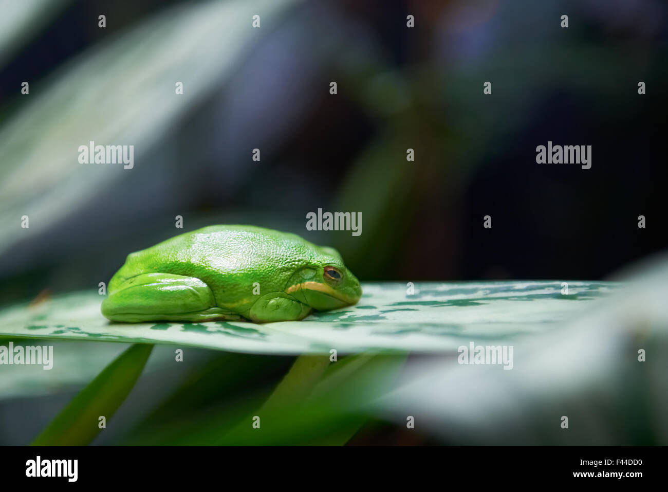 Green tree frog Stock Photo - Alamy