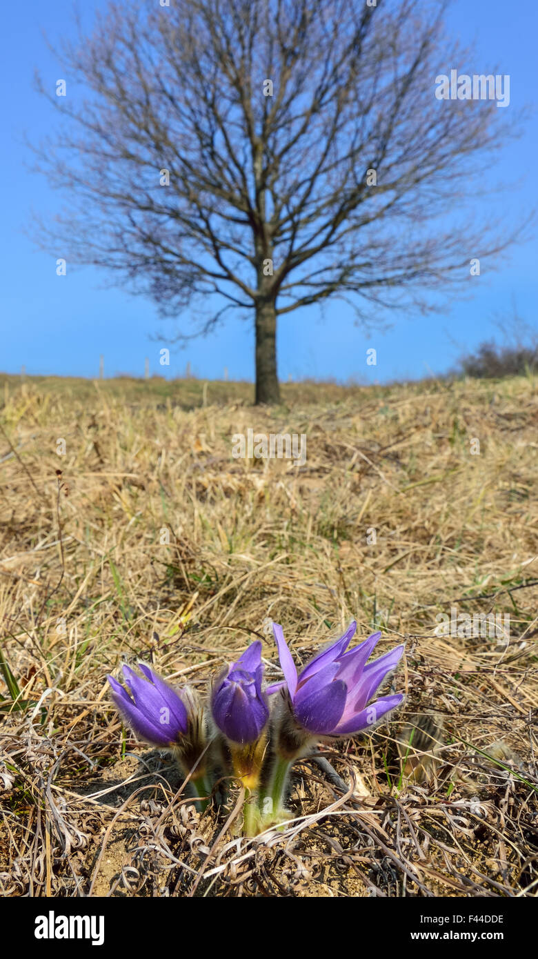 Crocus a safran hi-res stock photography and images - Alamy