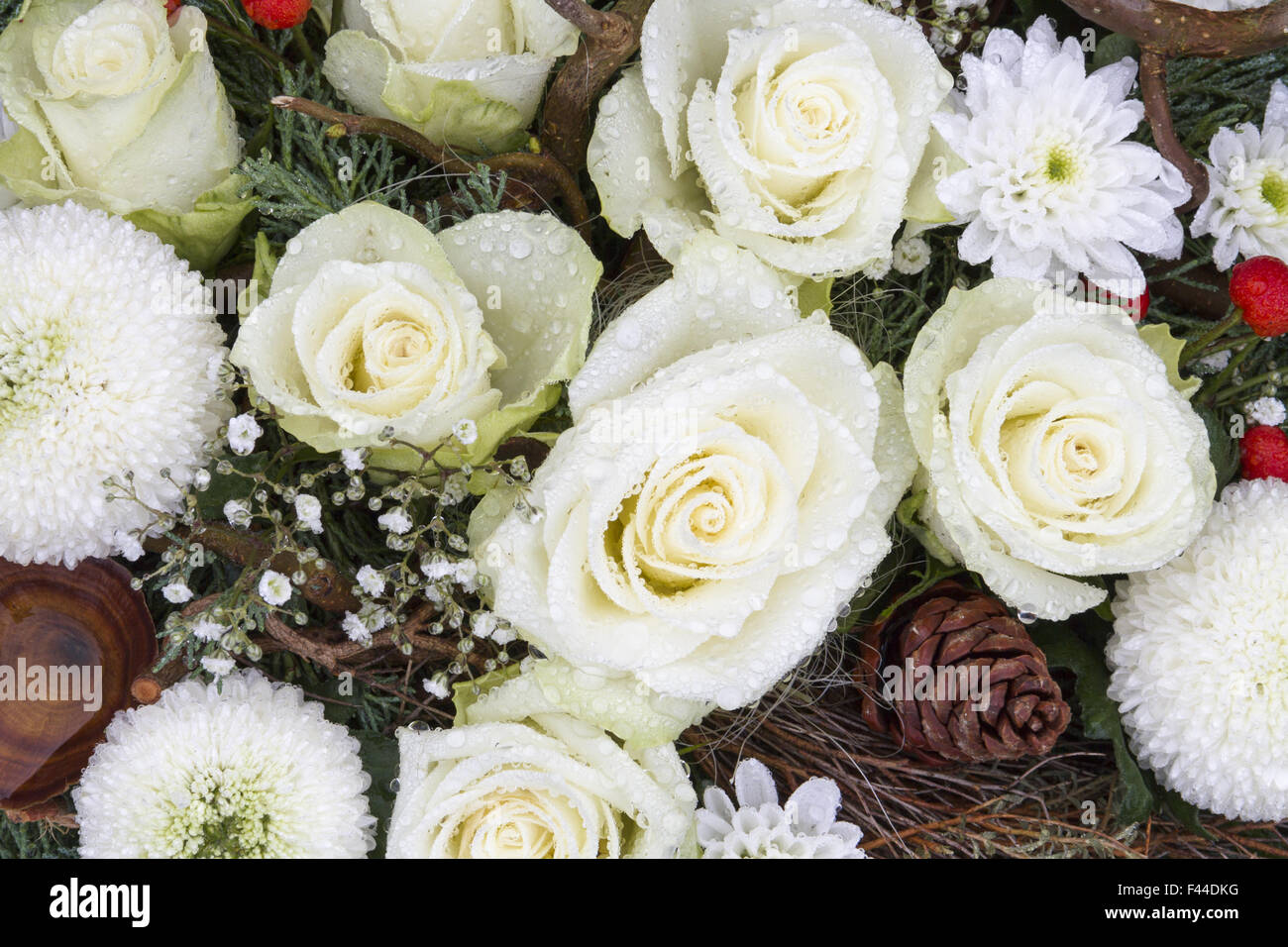 Gypsophila paniculata blume hi-res stock photography and images - Alamy
