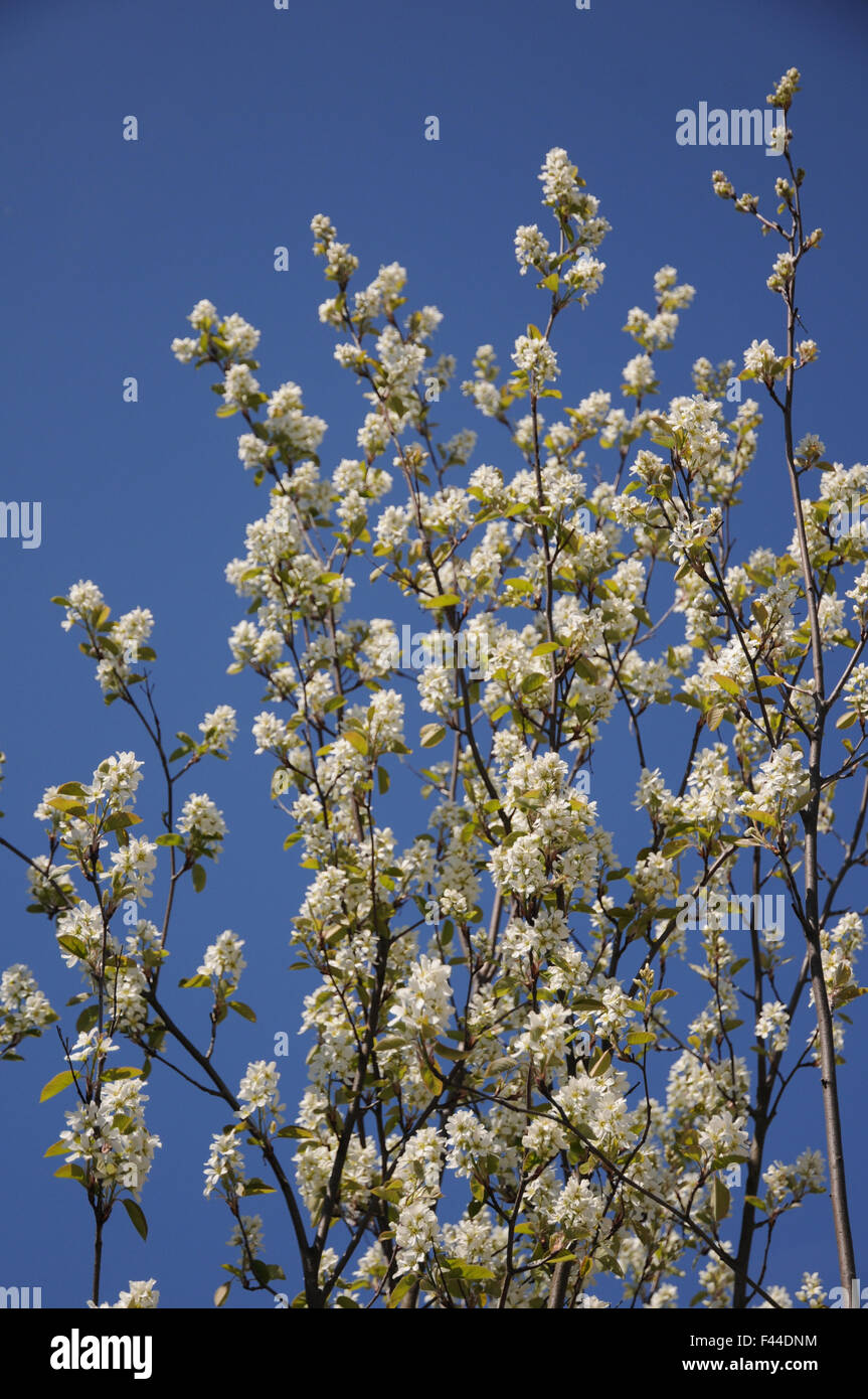 Amelanchier lamarckii frucht hi-res stock photography and images - Alamy