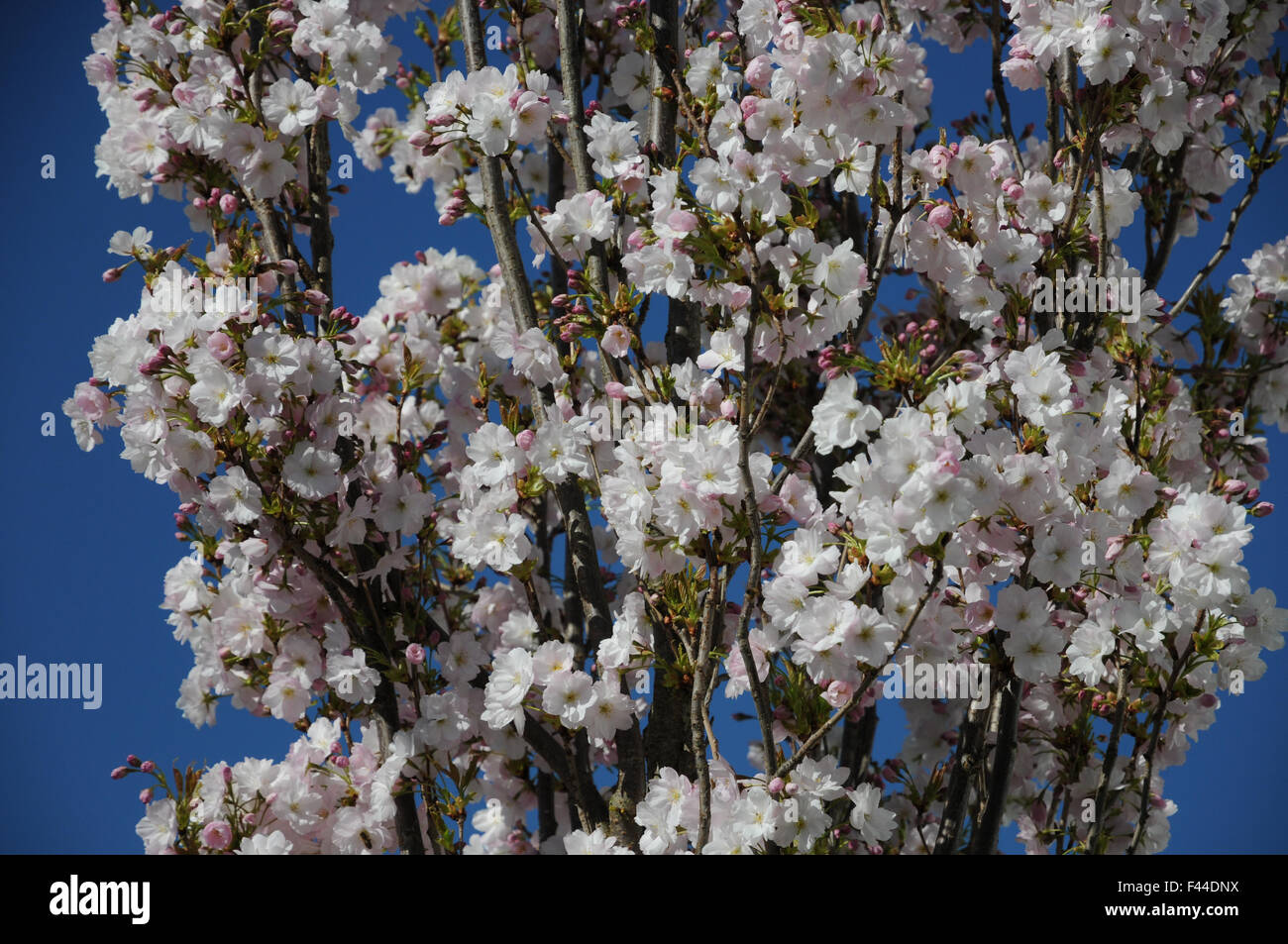 Fastigiate flowering cherry Stock Photo - Alamy