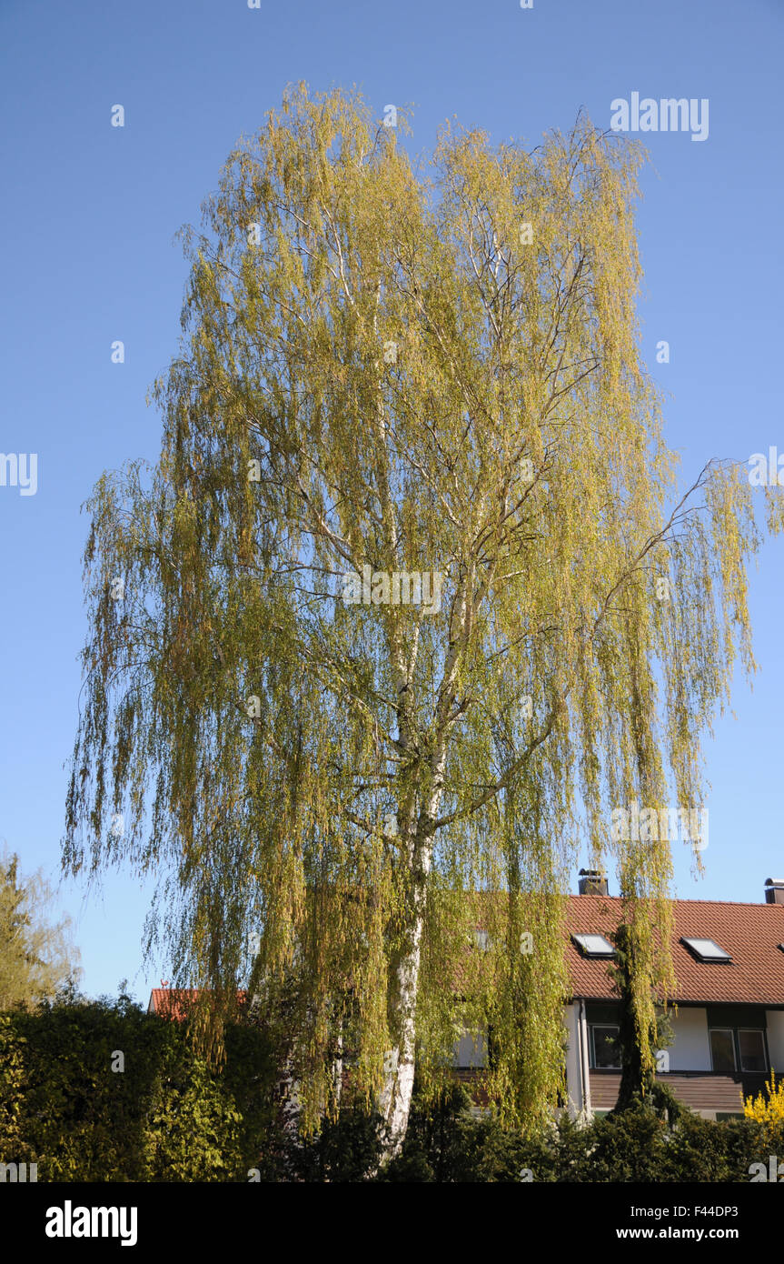 Silberbirke hi-res stock photography and images - Alamy