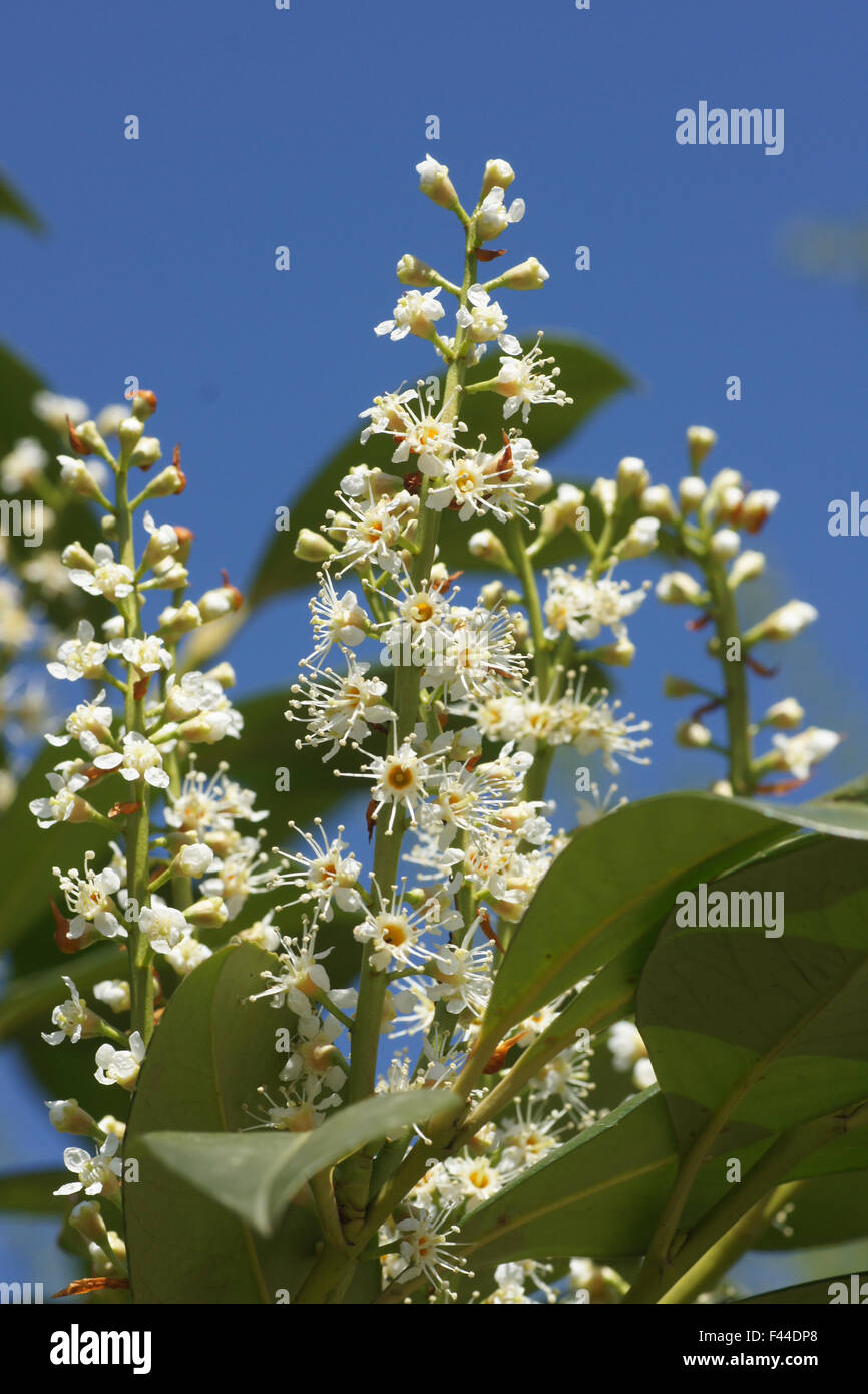 Kirschlorbeer prunus laurocerasus hi-res stock photography and images ...