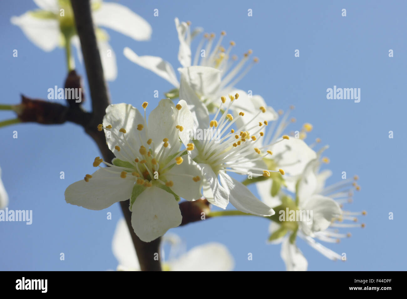Pflaumenbluten hi-res stock photography and images - Alamy