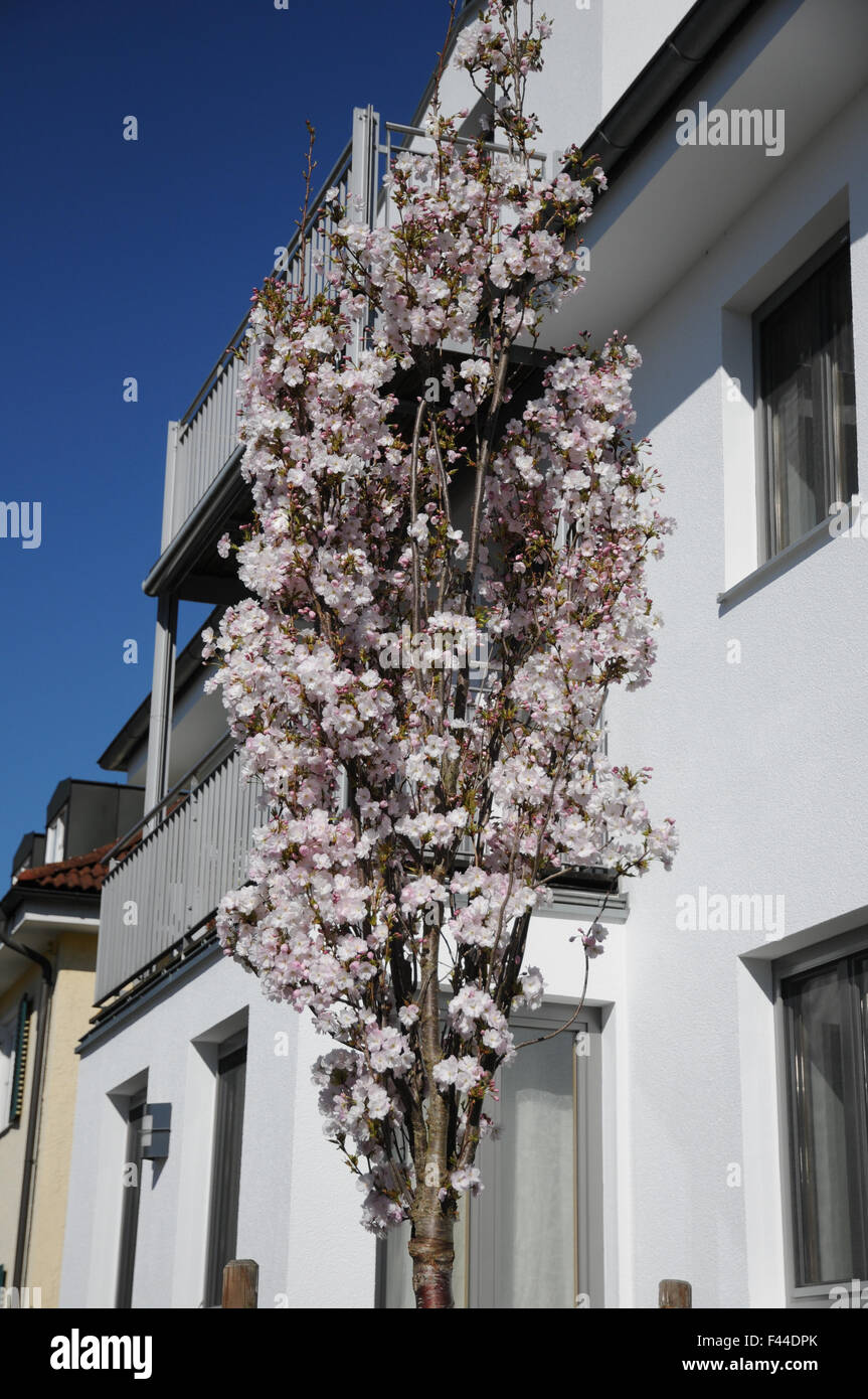 Fastigiate flowering cherry Stock Photo - Alamy
