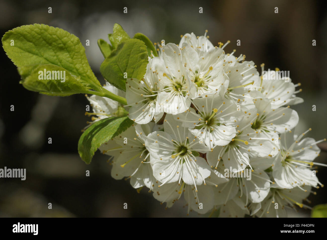 Pflaumenbluten hi-res stock photography and images - Alamy
