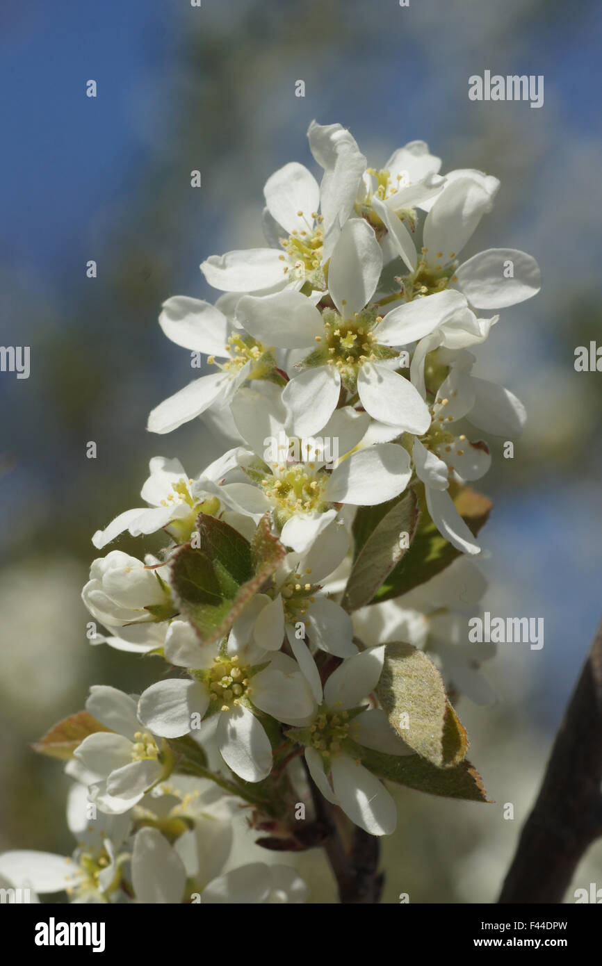 Amelanchier lamarckii (snowy mespilus) hi-res stock photography and ...