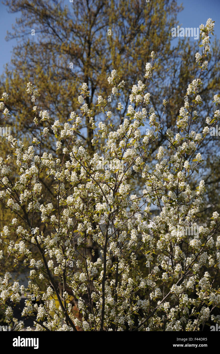 Gemeine felsenbirne hi-res stock photography and images - Alamy