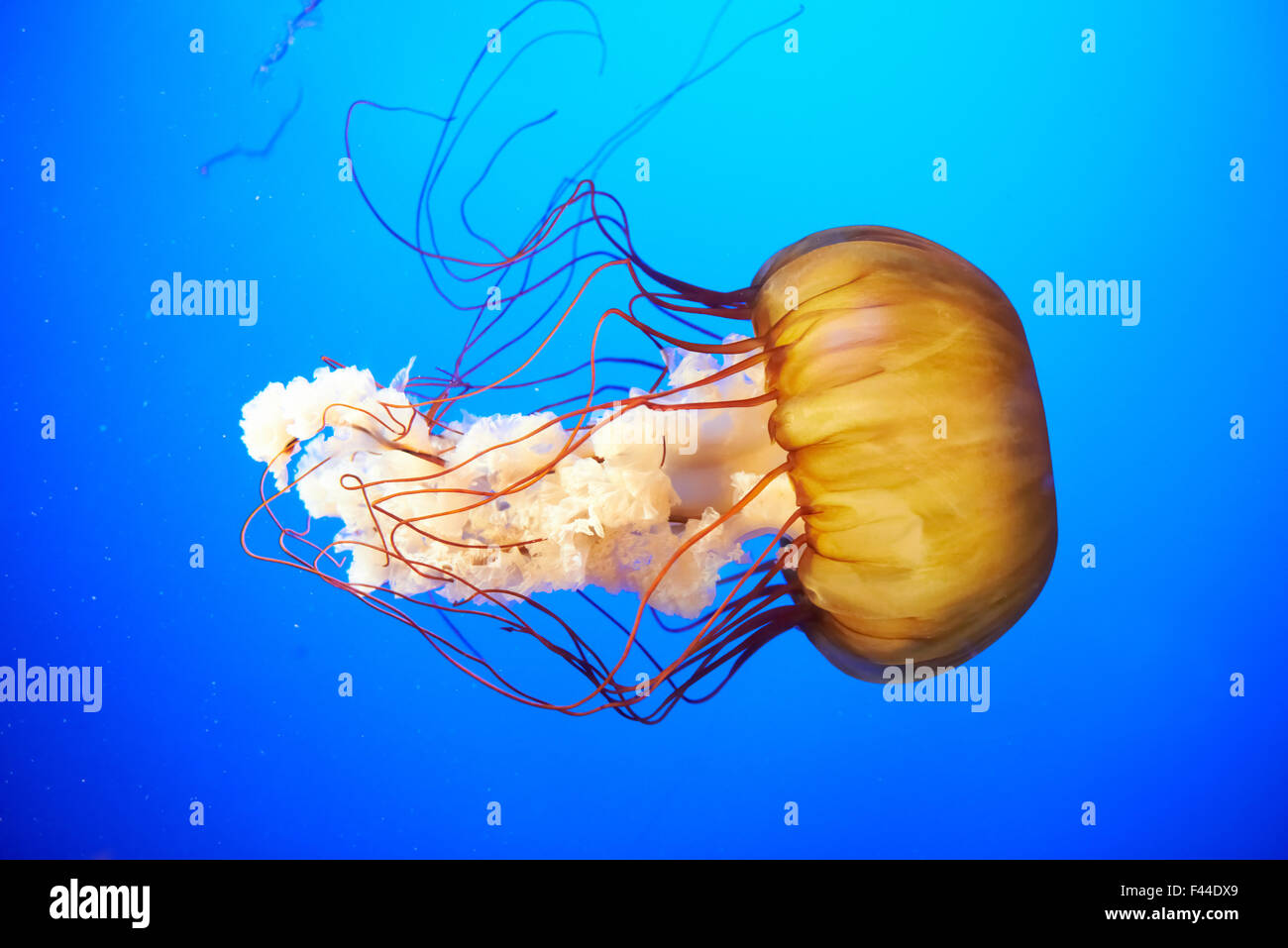 Orange jellyfish (Chrysaora fuscescens Stock Photo - Alamy