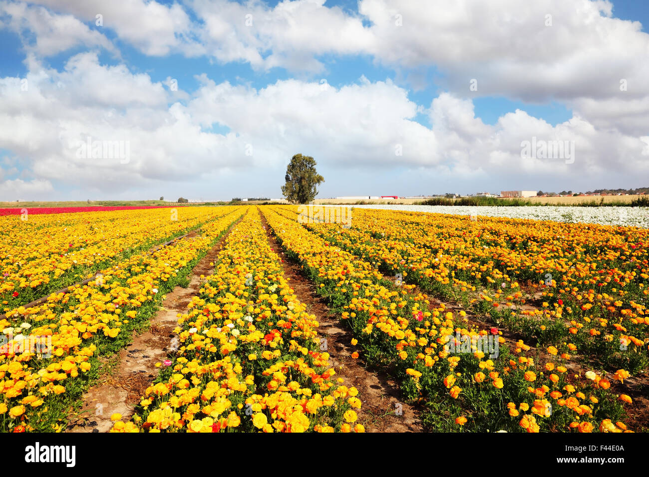 Beautiful fields of grass hi-res stock photography and images - Alamy