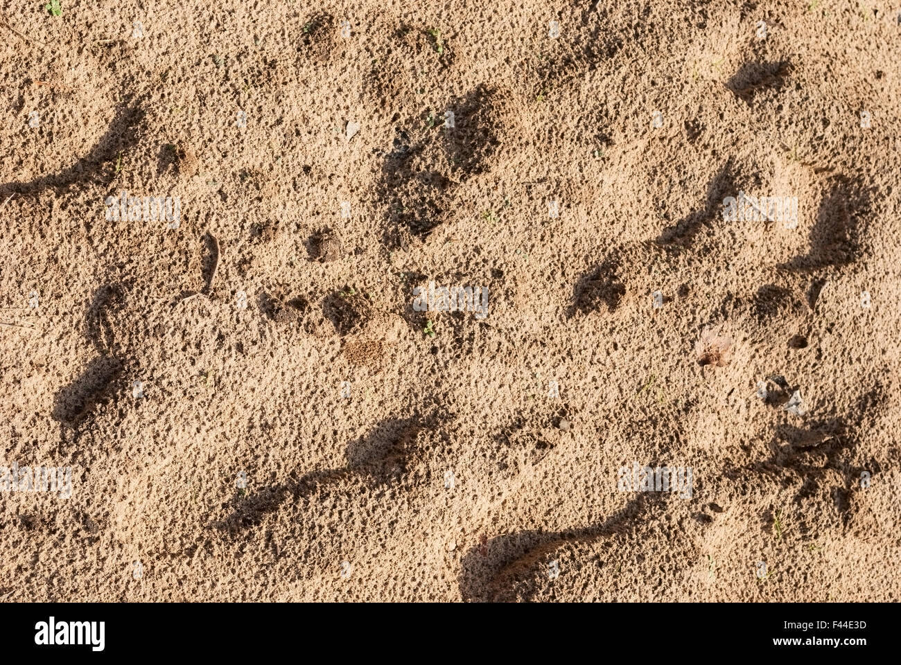 cracked texture of sand Stock Photo - Alamy