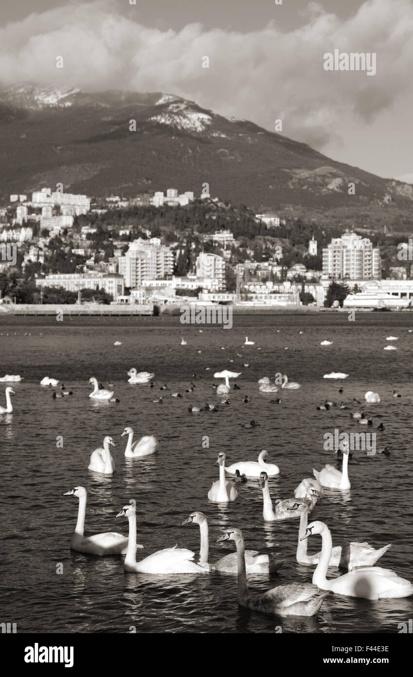 Birds and flo hi-res stock photography and images - Alamy