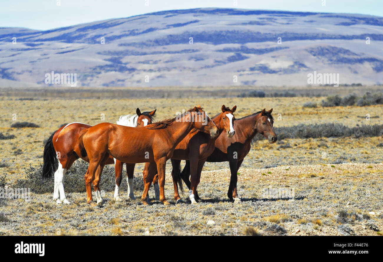 The herd of wild mustangs Stock Photo - Alamy