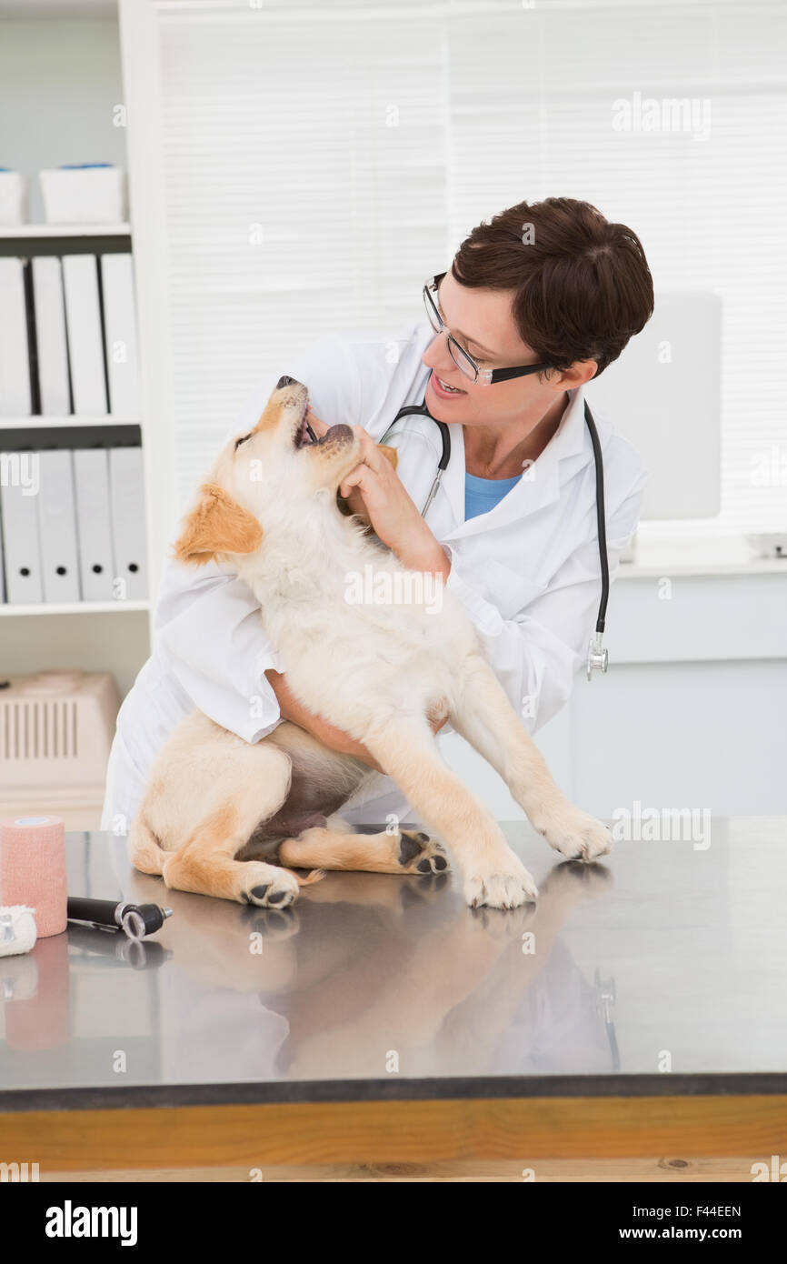 Veterinarian examining a cute dog Stock Photo - Alamy