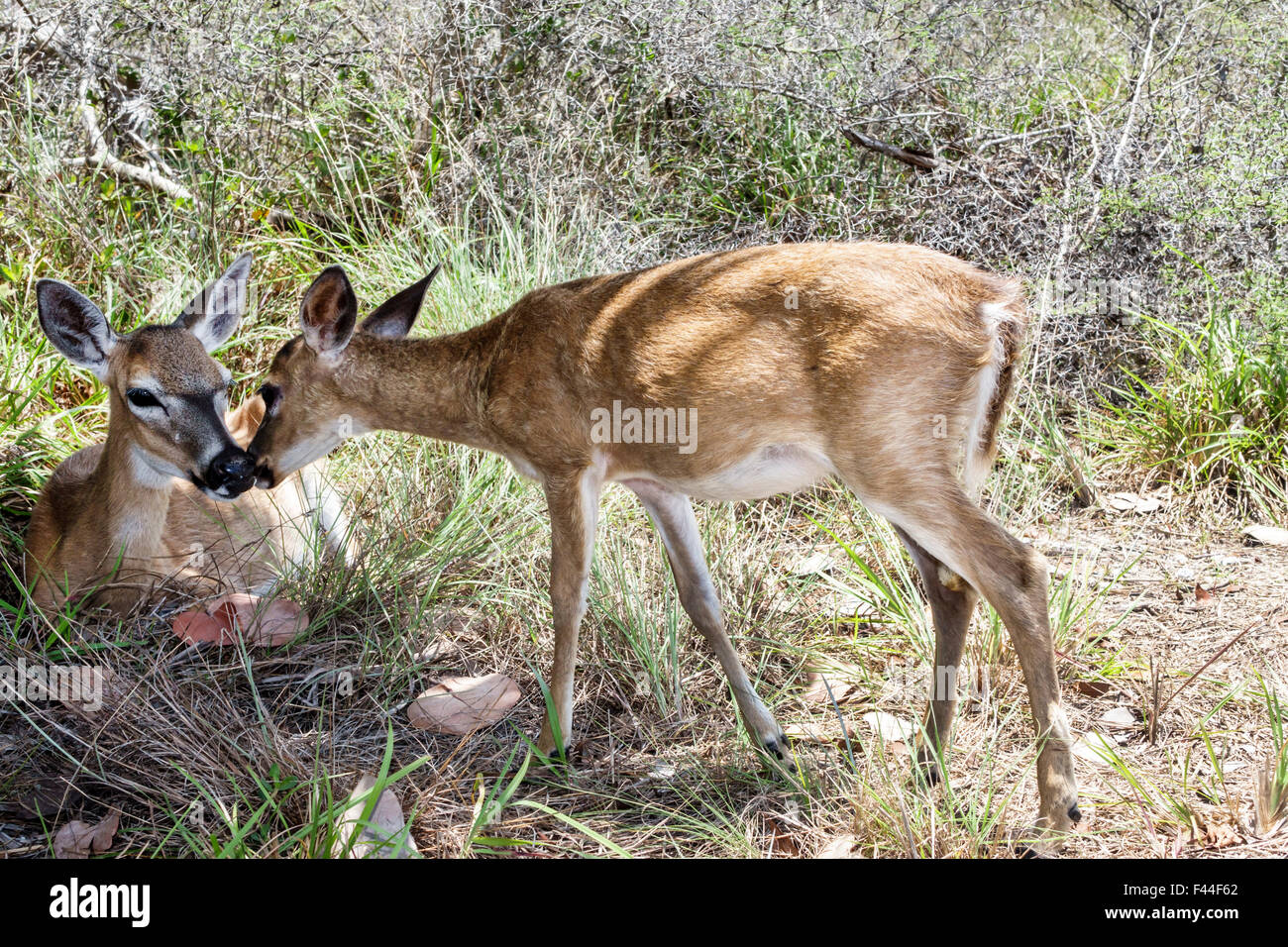 Photo Of Doe High Resolution Stock Photography and Images - Alamy