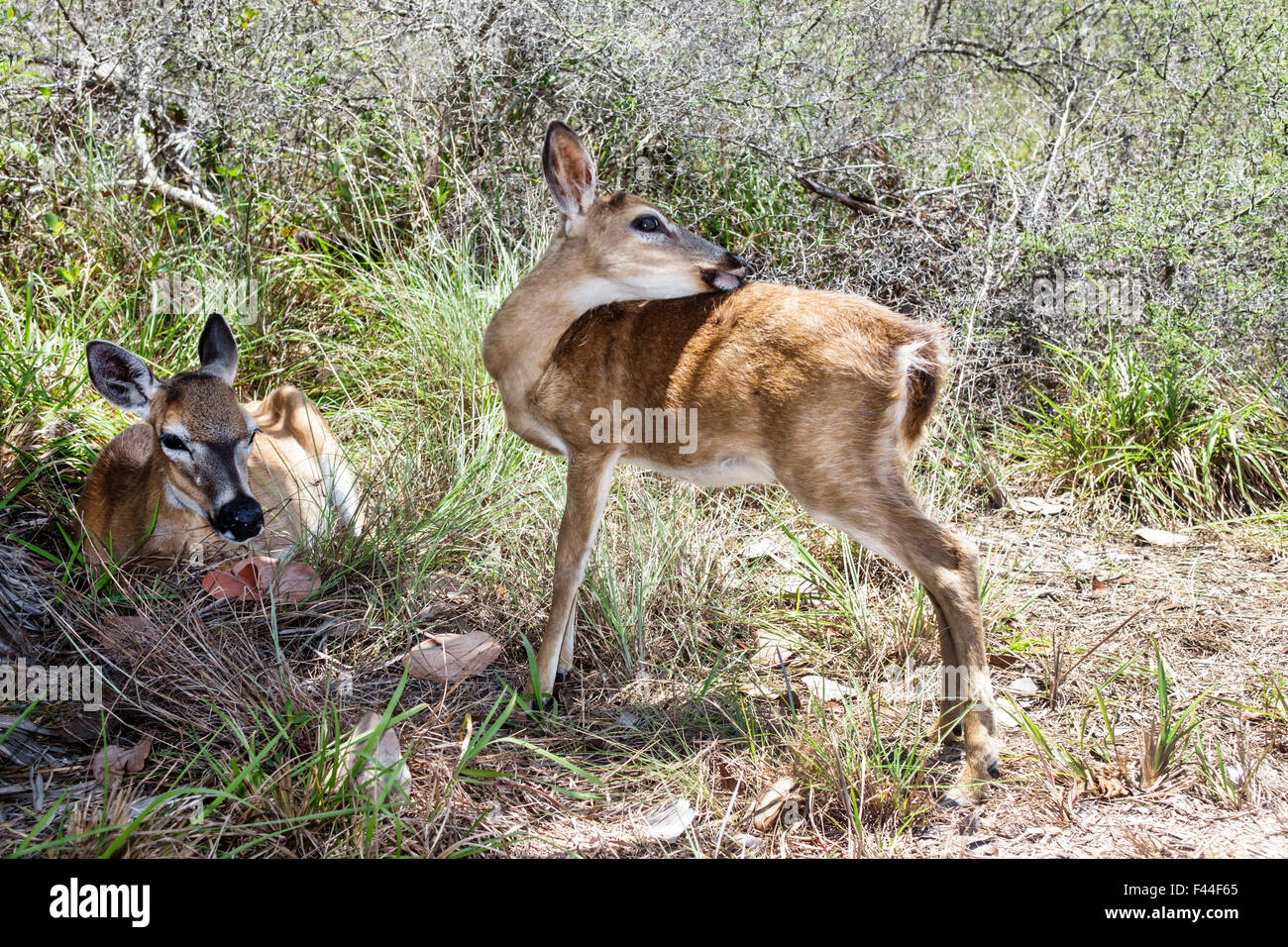 Florida Keys,Big Pine Key,Key deer,Odocoileus virginianus clavium ...