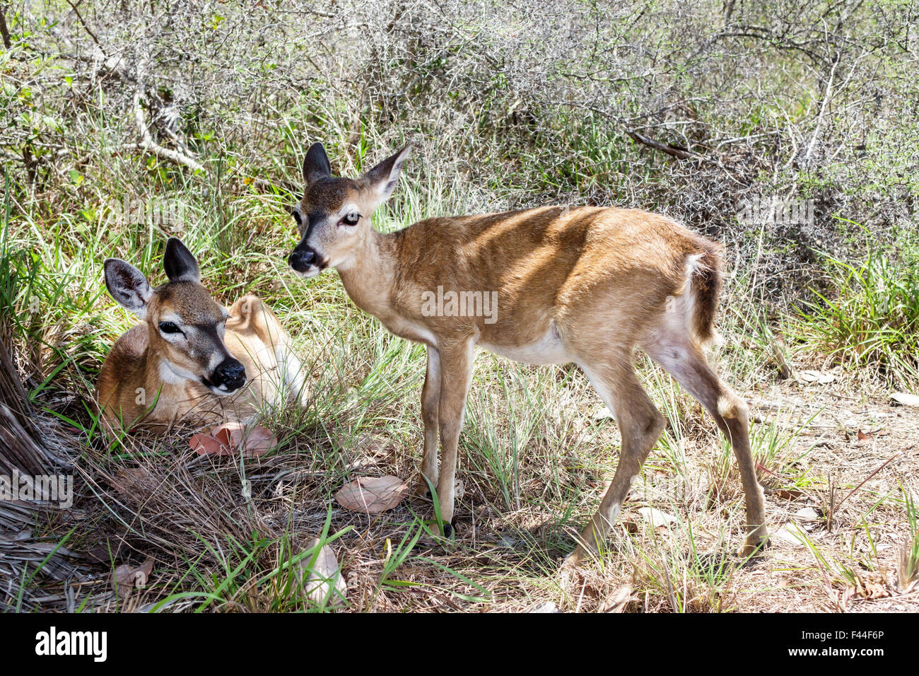 Florida Keys,Big Pine Key,Key deer,Odocoileus virginianus clavium ...