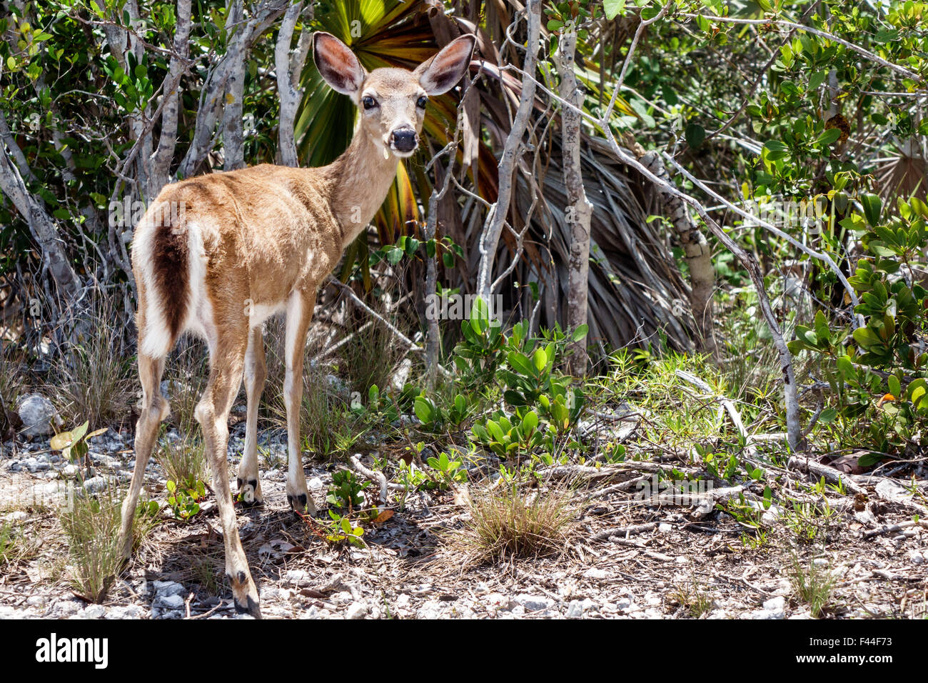Florida Keys,Big Pine Key,Key deer,Odocoileus virginianus clavium ...