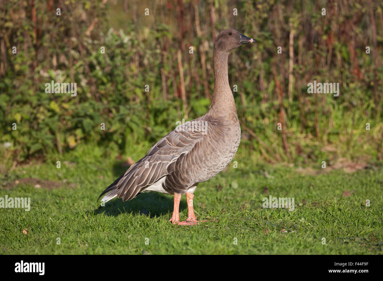 Pink-footed Goose (Anser brachyrhynchus). Attention. Stance. Standing ...