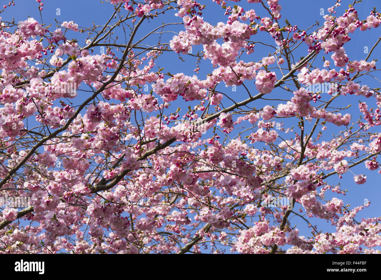 cherry blossoms Stock Photo - Alamy cherry blossoms Stock Photo - Alamy