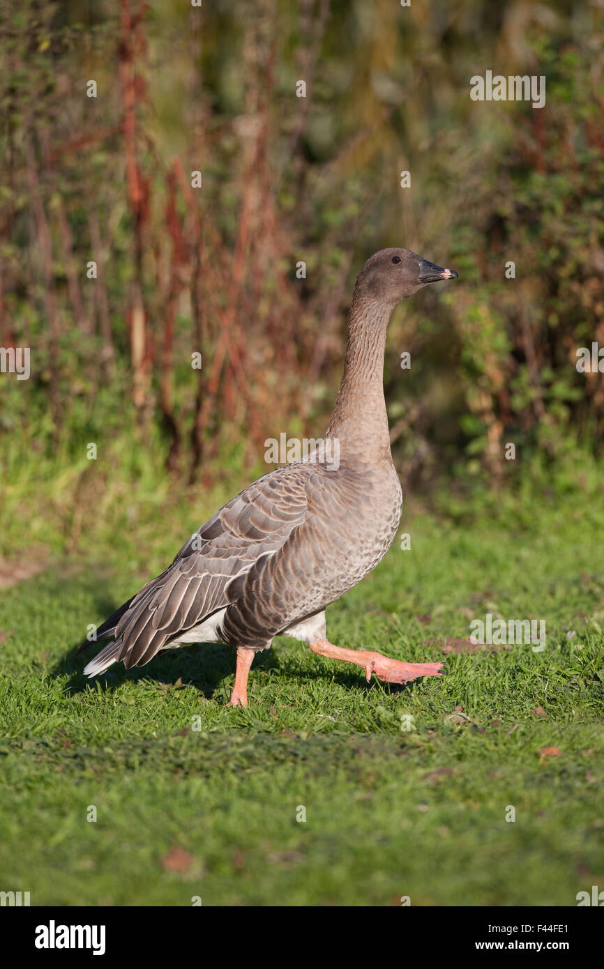 Pink-footed Goose Anser brachyrhynchus Goose stepping. Walking. Profile ...