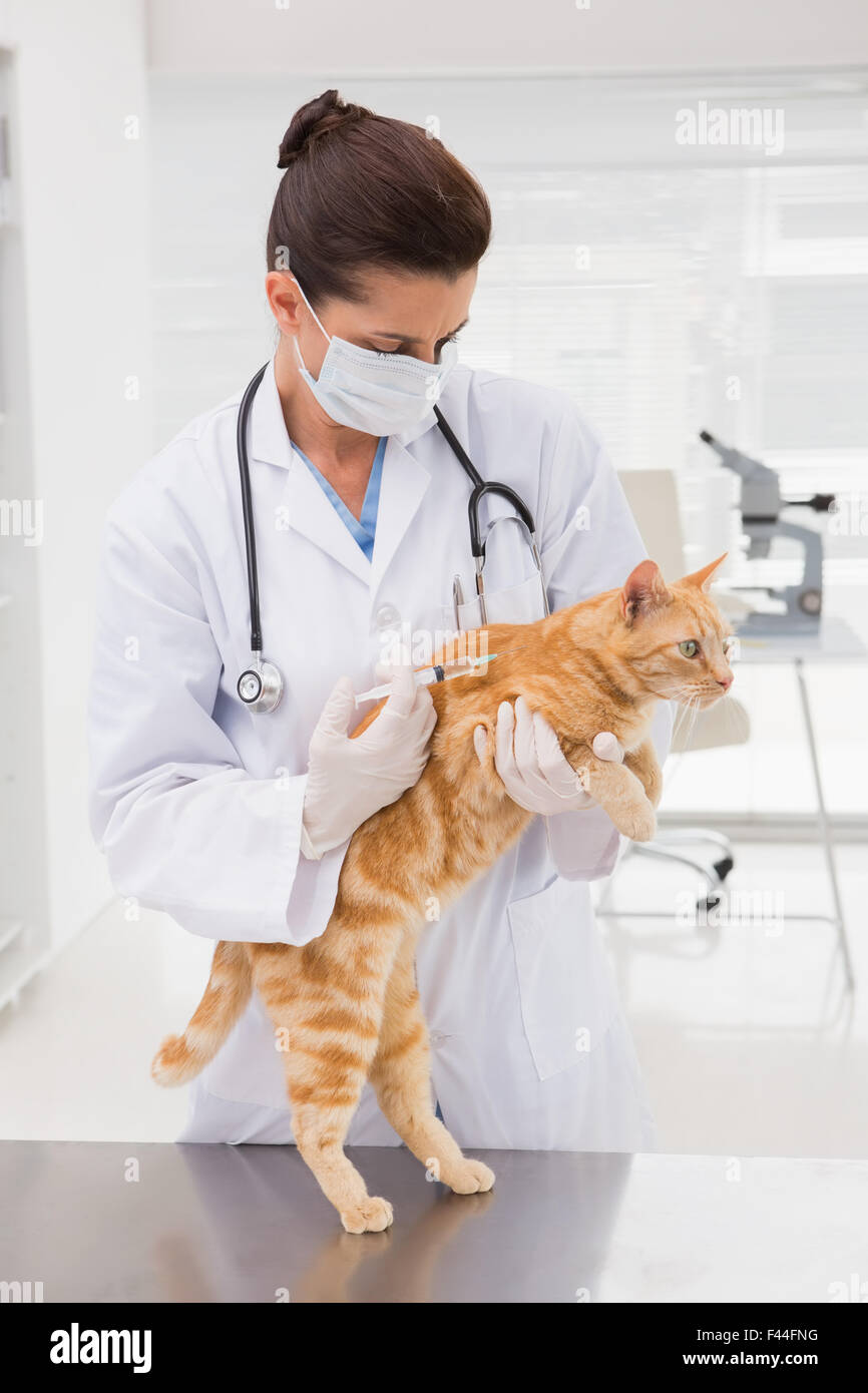 Veterinarian doing injection at a cat Stock Photo - Alamy