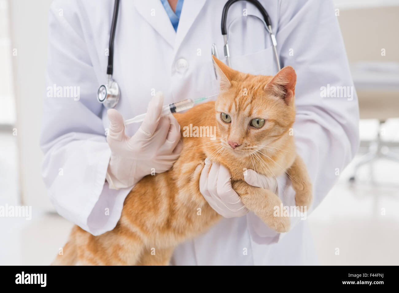 Veterinarian cat injection hi-res stock photography and images - Alamy