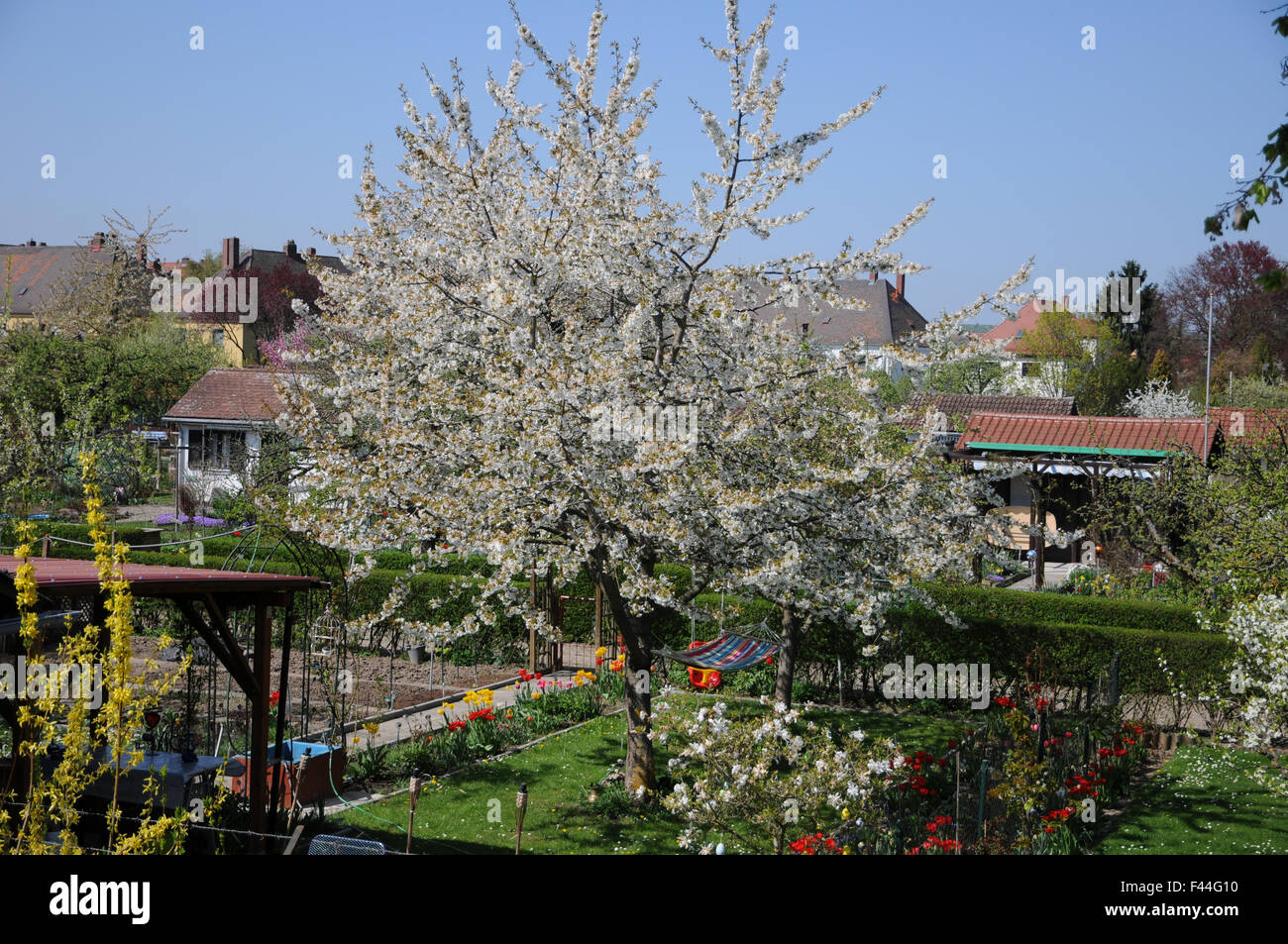 Sweet cherry tree Stock Photo - Alamy