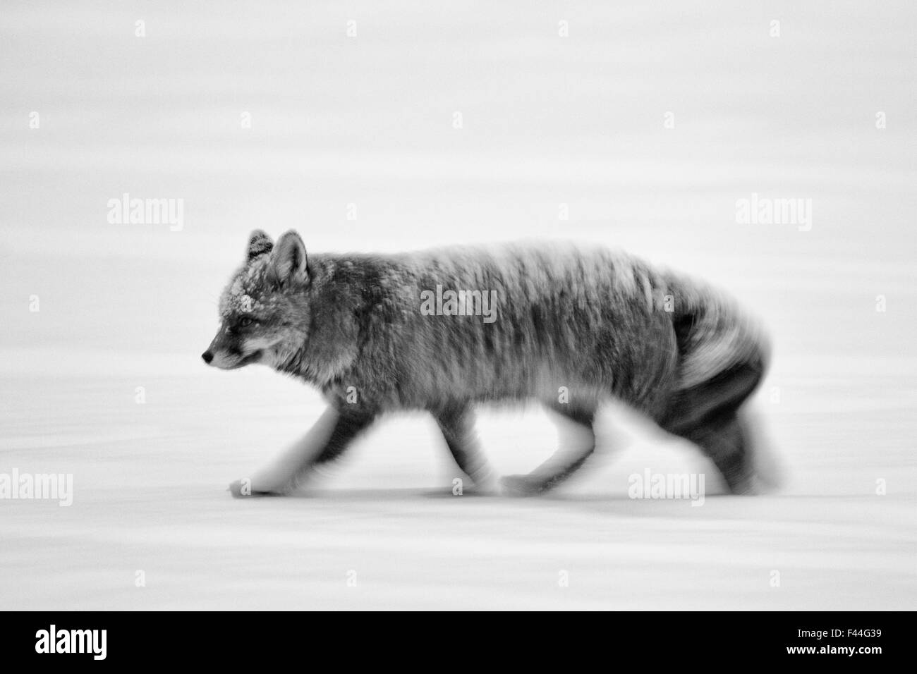 Red fox (Vulpes vulpes) running in the snow during snowfall, Gran ...