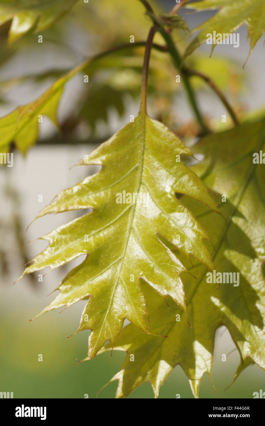 Northern red oak Stock Photo - Alamy