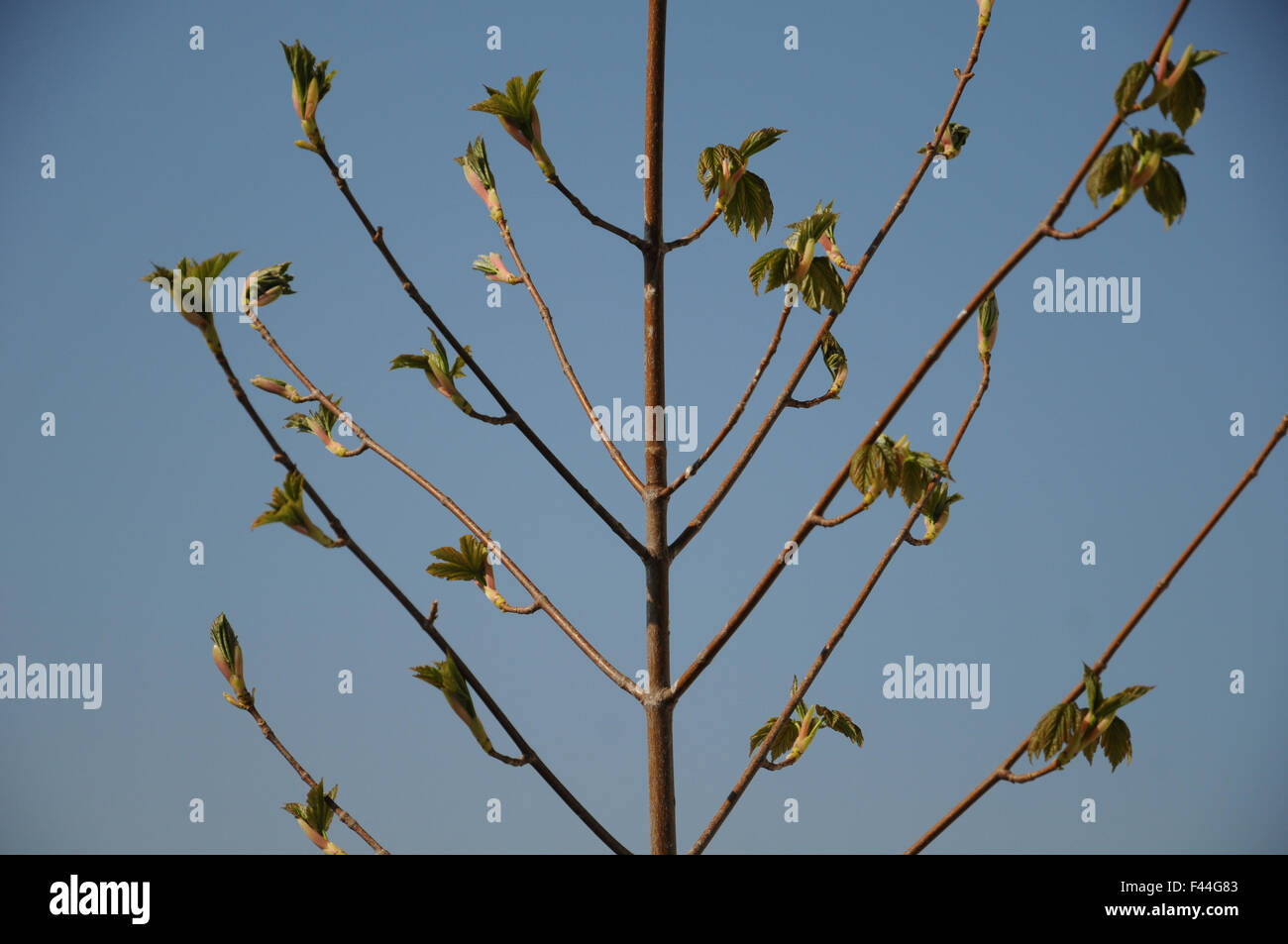 Sycamore tree shoots hi-res stock photography and images - Alamy