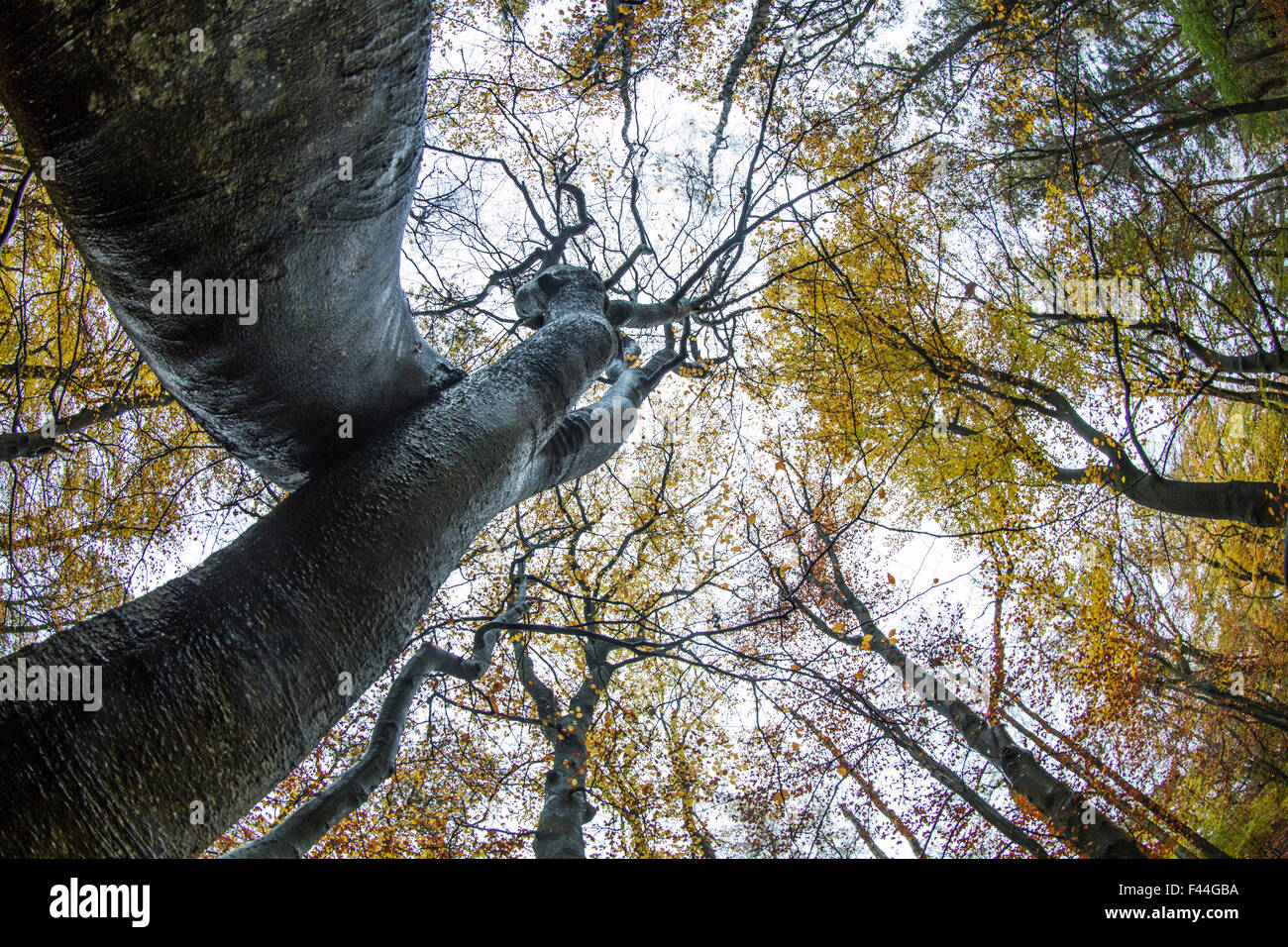 Entwined trees hi-res stock photography and images - Alamy