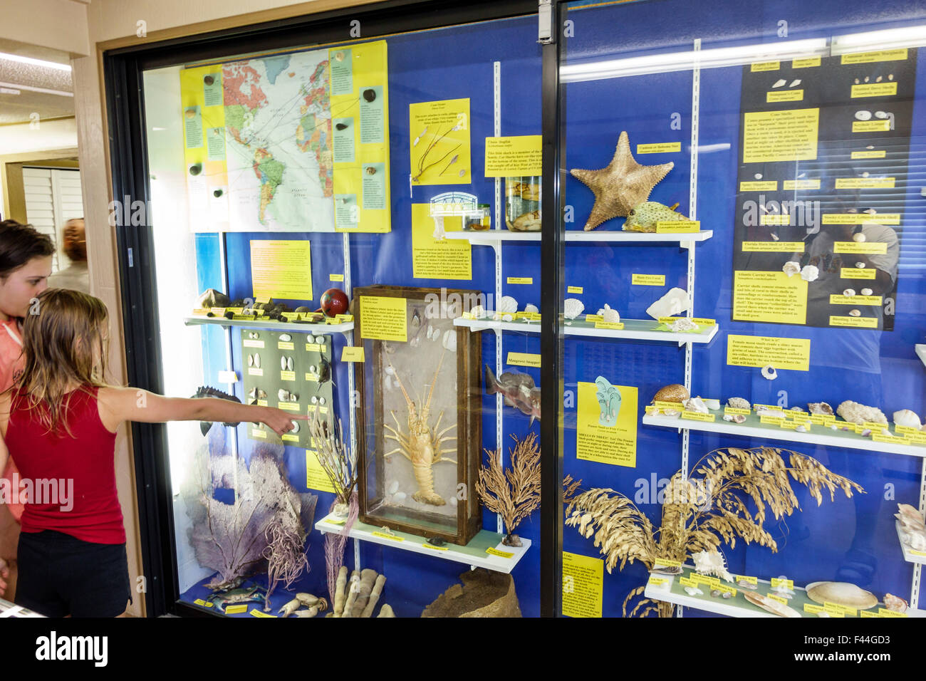 Marine life display hi-res stock photography and images - Alamy