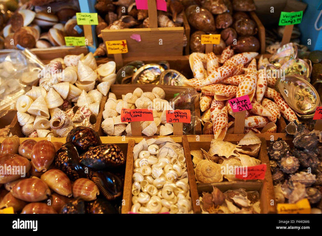 Sea shells for sale in a souvenir shop Stock Photo - Alamy