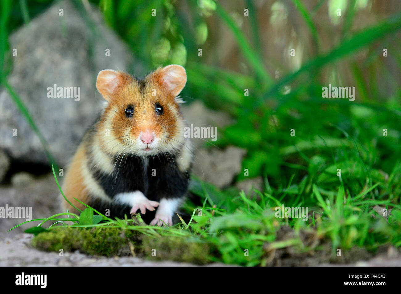 Portrait of a common hamster (Cricetus cricetus) Alsace, France, April ...