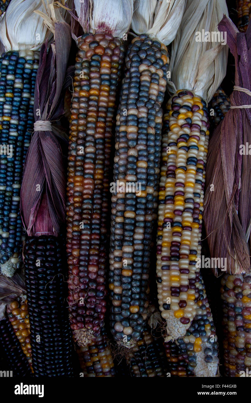 Multi color corn hi-res stock photography and images - Alamy