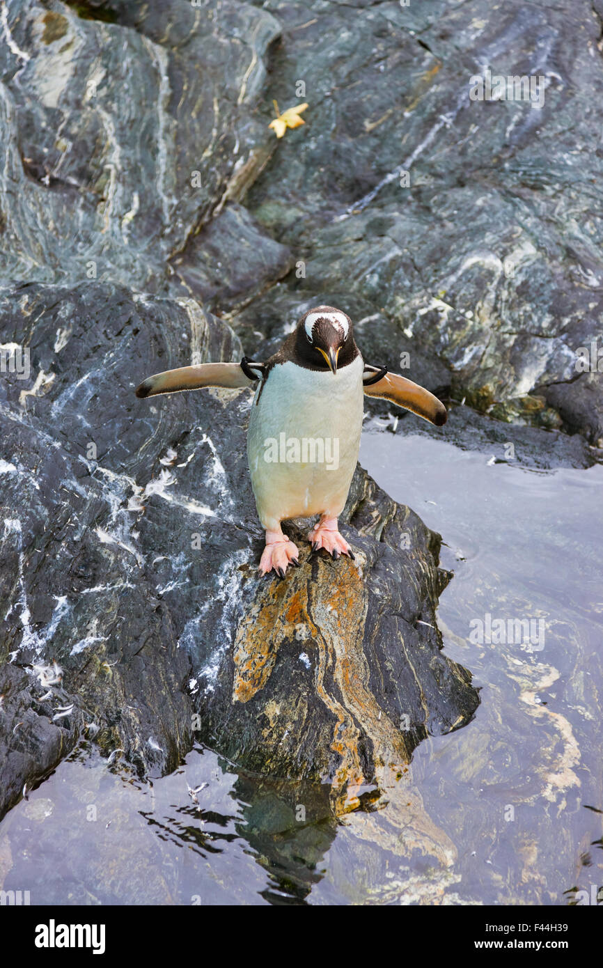 King penguin swim hi-res stock photography and images - Alamy