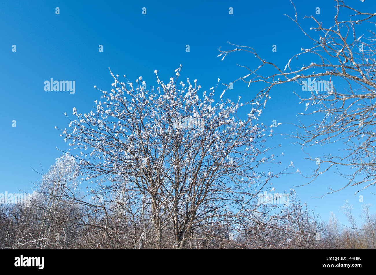 Winter landscape. frozen trees Stock Photo - Alamy