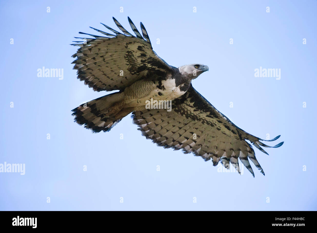 Harpy Eagle Flying