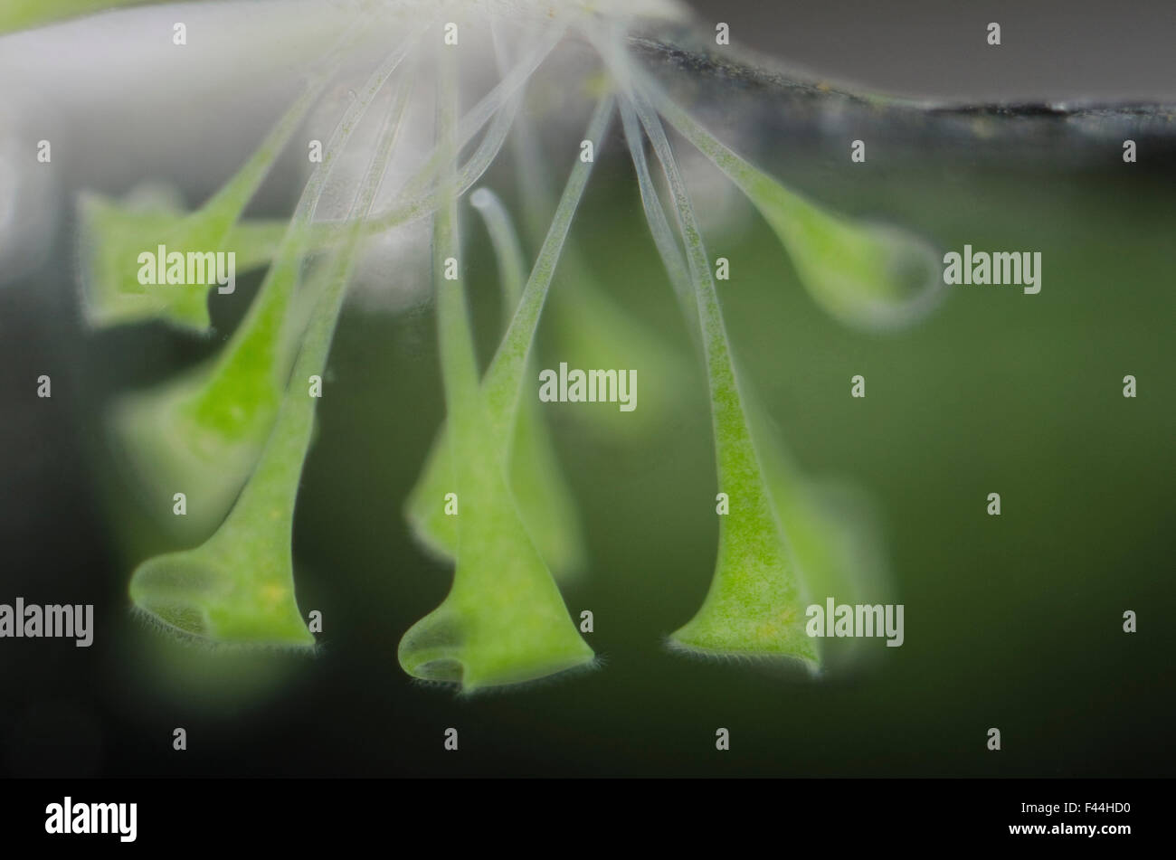 Trumpet animalcules (Stentor polymorphus) with algal symbionts ...